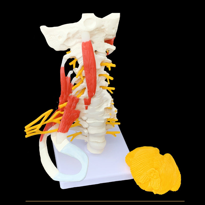 Medical Teaching Human Skeleton Skeleton Model – PRODUCTS 'N' THINGS ...